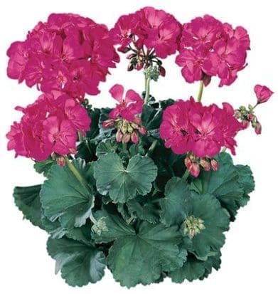 Tango Hot Pink Zonal Geranium - Pahl's Market - Apple Valley, MN