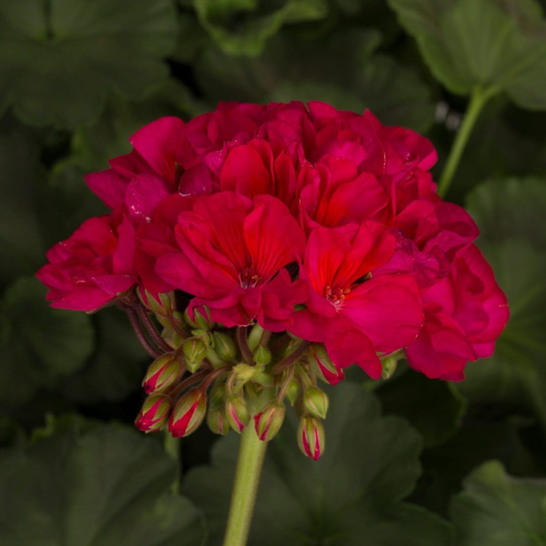 Tango Neon Purple Zonal Geranium - Pahl's Market - Apple Valley, MN