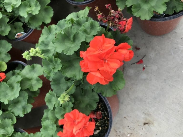 Tango Orange Zonal Geranium - Pahl's Market - Apple Valley, MN