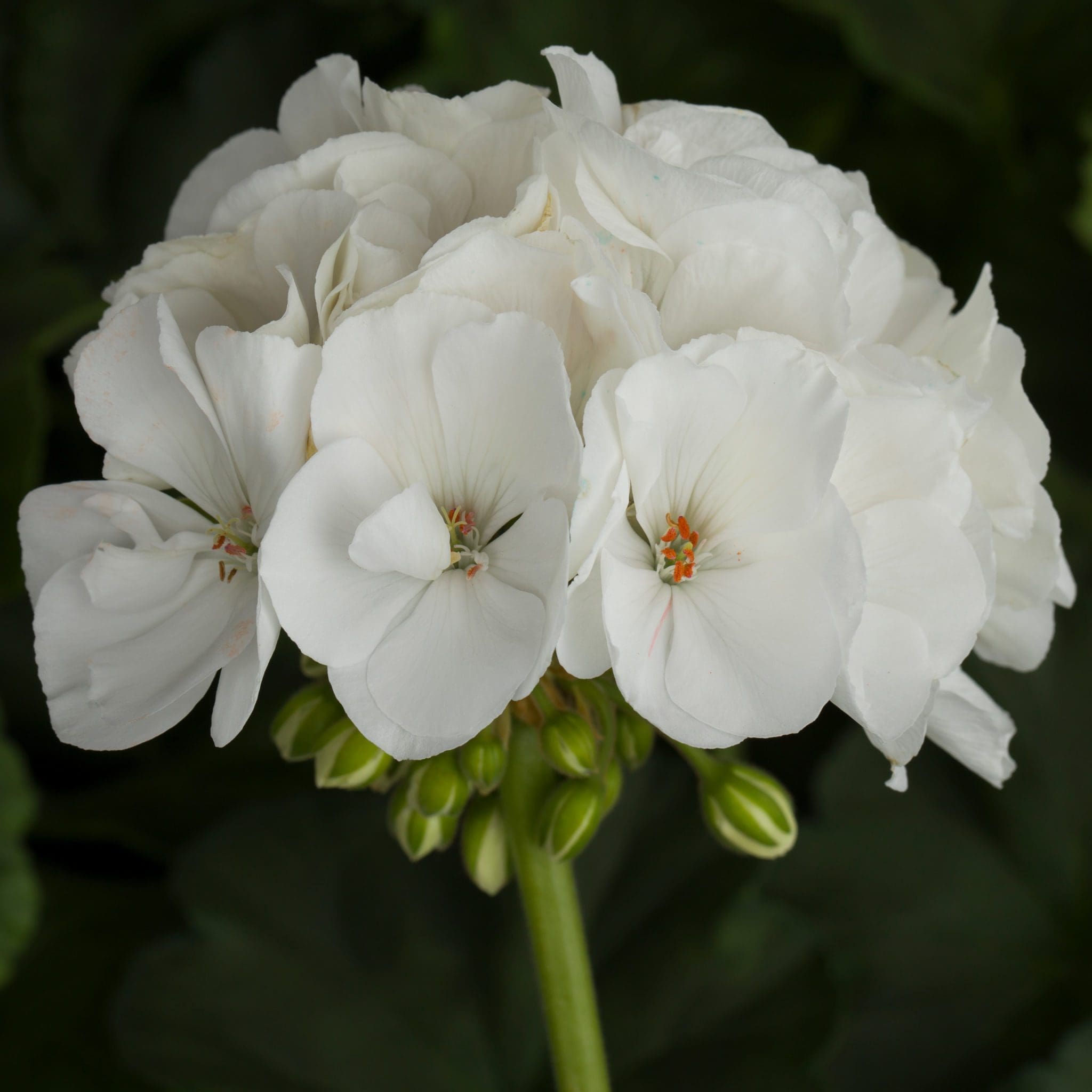 Tango White Zonal Geranium 14" XL Patio Pot - Apple Valley, MN