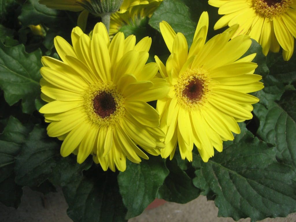 Royal Golden Yellow Dark Eye Gerbera - Pahl's Market - Apple Valley, MN