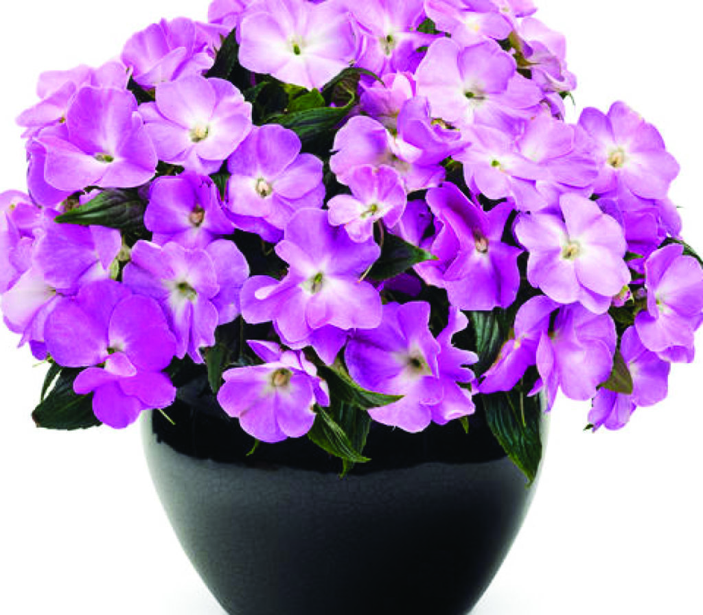Infinity Lavender New Guinea Impatiens - Pahl's Market - Apple Valley, MN