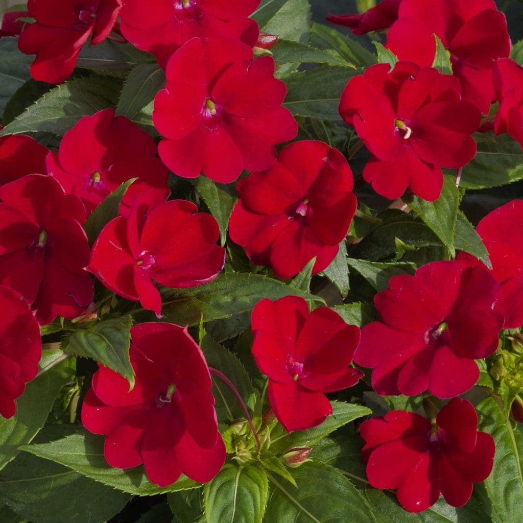 Sunpatiens Compact Hot Pink Impatiens - Pahl's Market - Apple Valley, MN
