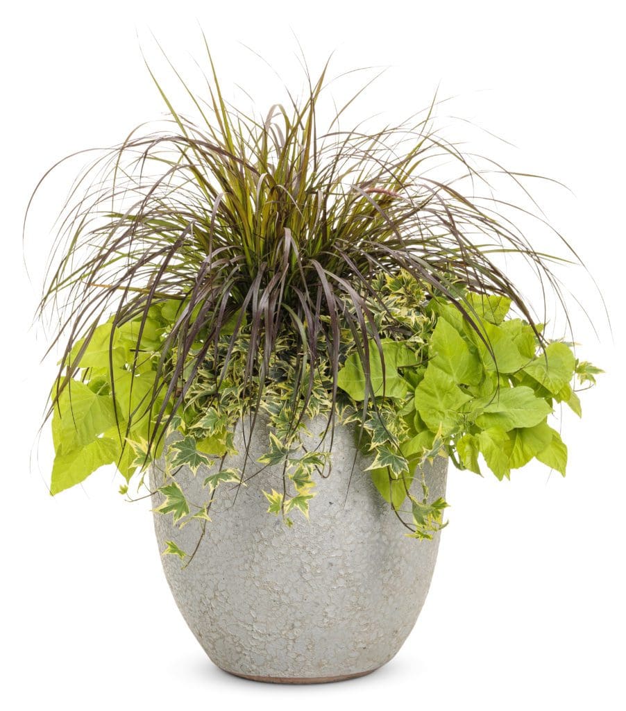 Hedera Yellow Ripple Ivy - Pahl's Market - Apple Valley, MN