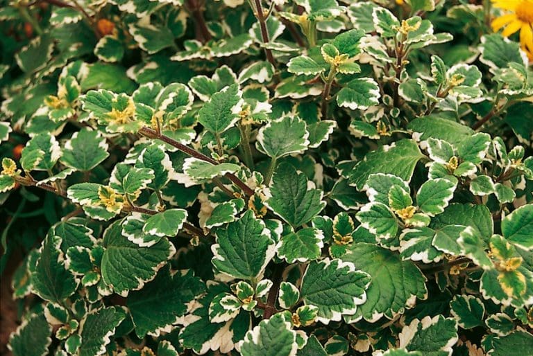 Variegated Swedish Ivy - Pahl's Market - Apple Valley, MN
