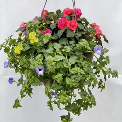 Mixed Shade - Shop Pahl's Online