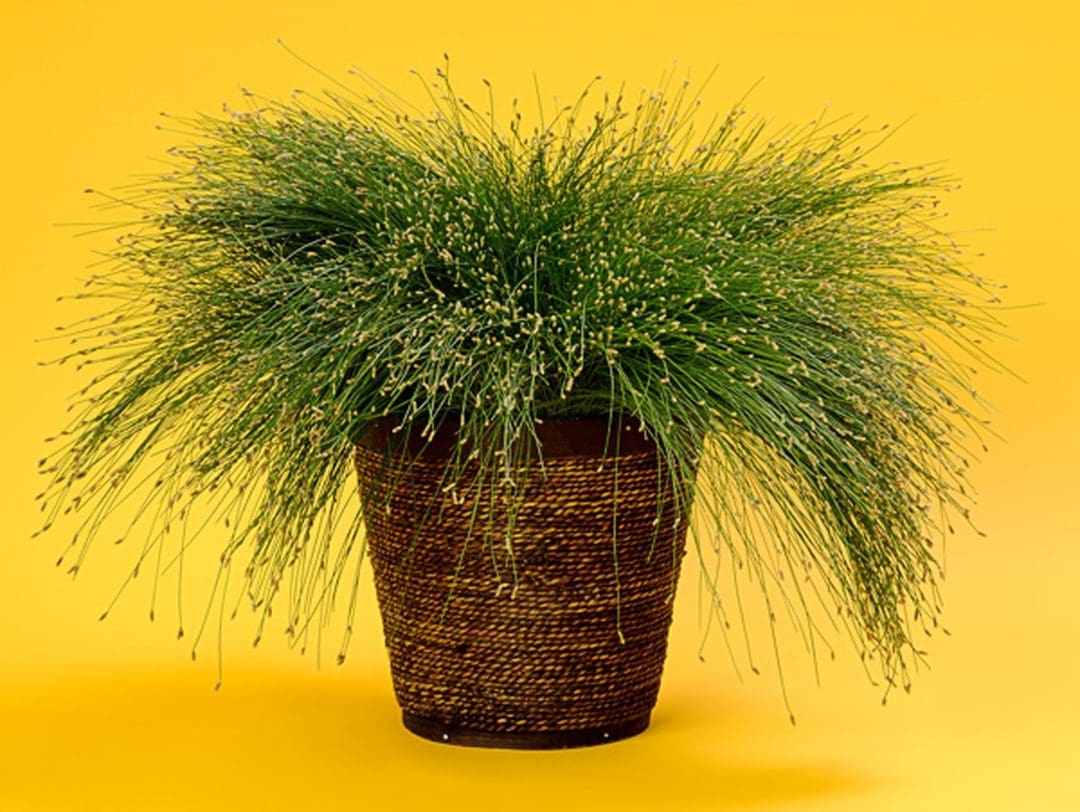 Fiber Optic Ornamental Grass - Pahl's Market - Apple Valley, MN