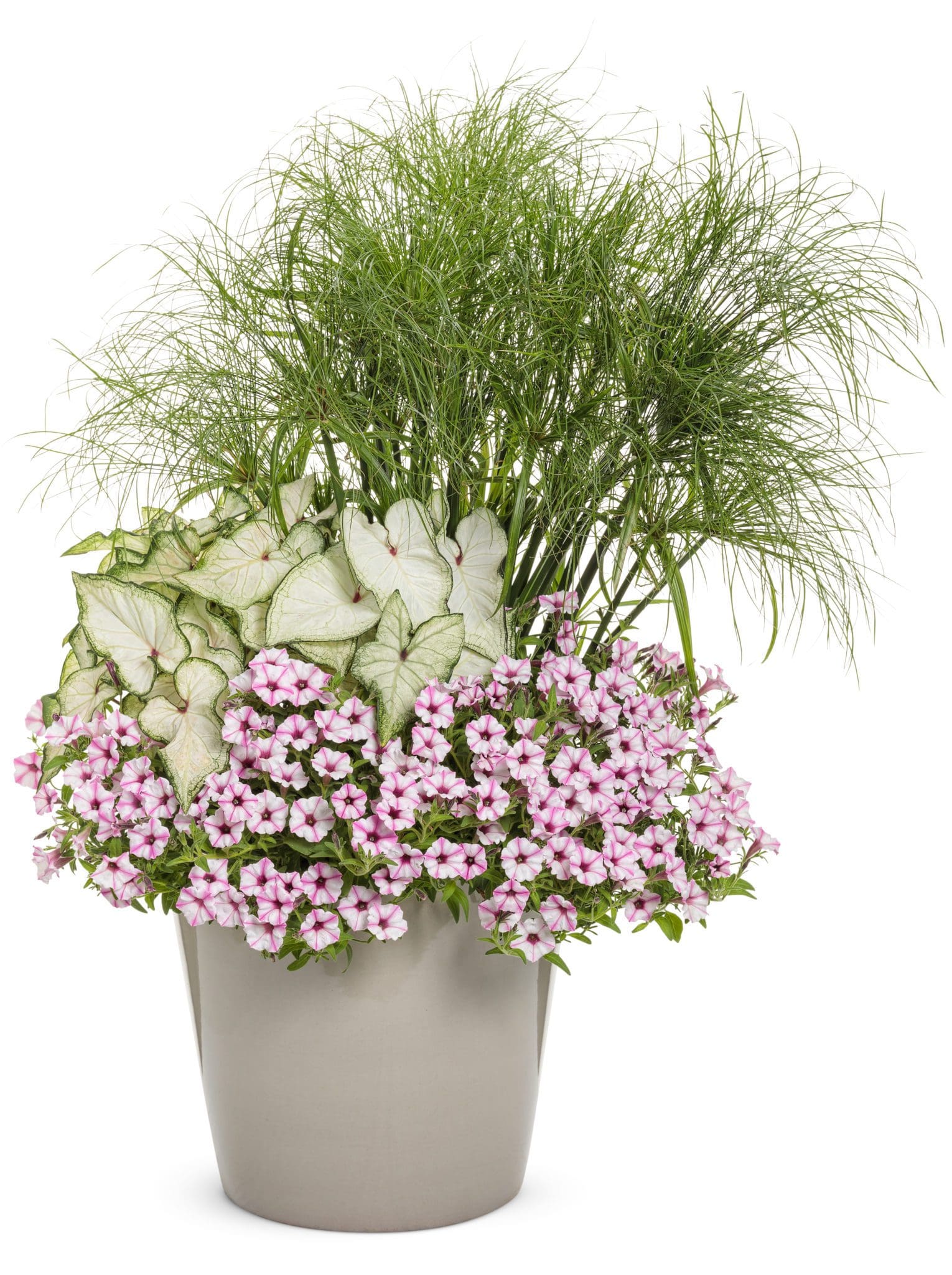 Prince Tut Ornamental Grass - Pahl's Market - Apple Valley, MN