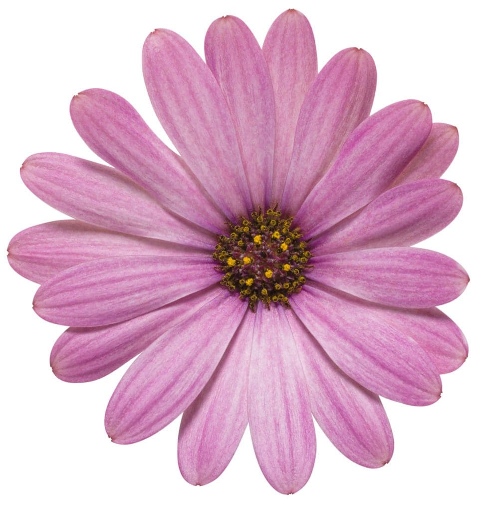Bright Lights Pink African Daisy - Pahl's Market - Apple Valley, MN