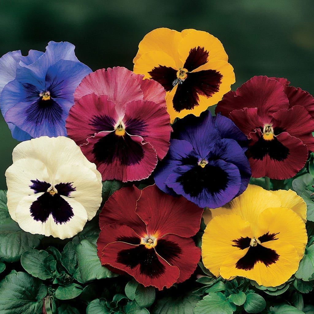 Pansy - Shop Pahl's Online