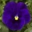 Pansy - Shop Pahl's Online