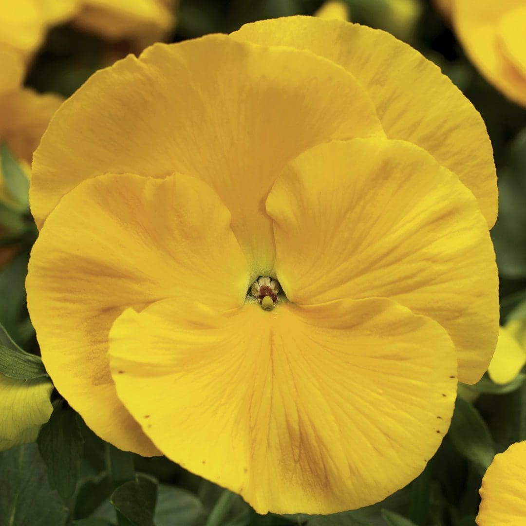 Delta Pure Color Mix Pansy - Pahl's Market - Apple Valley, MN