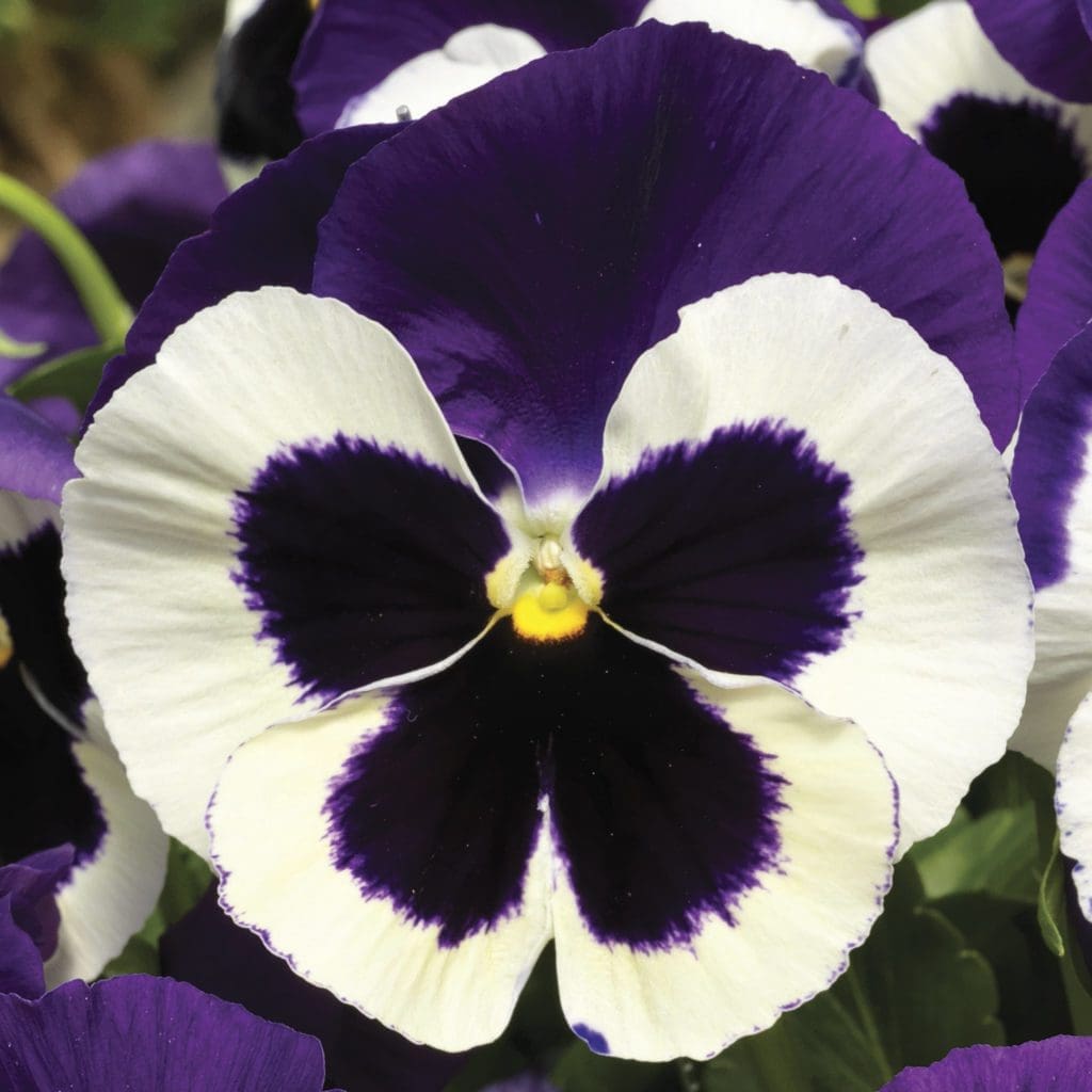 Delta Pure Color Mix Pansy - Pahl's Market - Apple Valley, MN