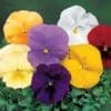 Pansy - Shop Pahl's Online