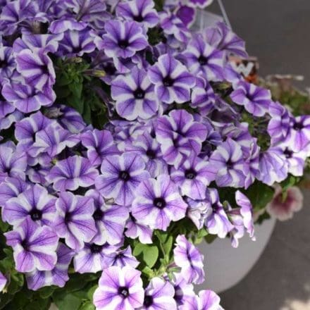 Petunia - Potunia - Shop Pahl's Online