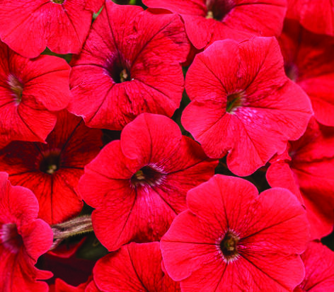 Supertunia Really Red Petunia - Pahl's Market - Apple Valley, MN