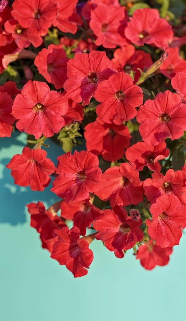 Supertunia Really Red Petunia - Pahl's Market - Apple Valley, MN