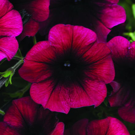 Petunia - Wave - Shop Pahl's Online