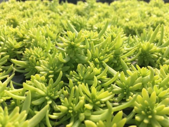 Lemon Coral Sedum - Pahl's Market - Apple Valley, MN