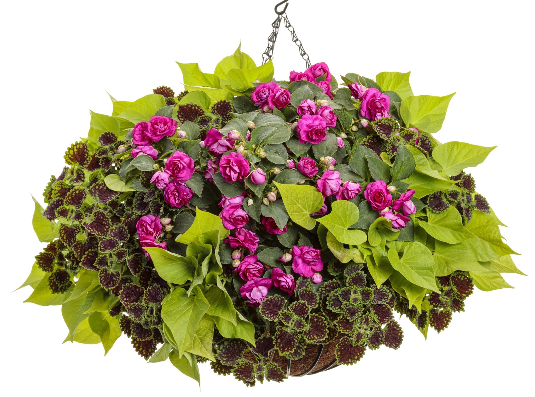 Sweet Caroline Sweetheart Lime Sweet Potato Vine - Pahl's Market ...