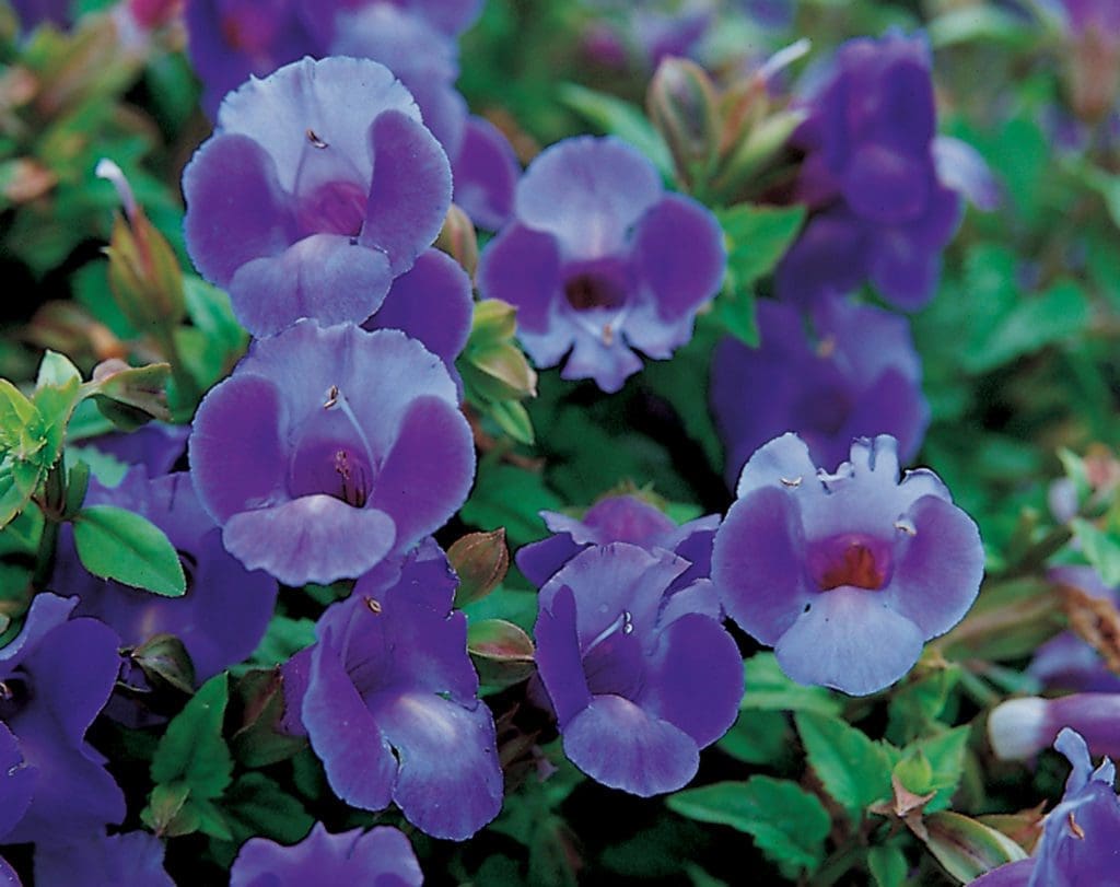 Summer Wave Large Blue Torenia - Pahl's Market - Apple Valley, MN