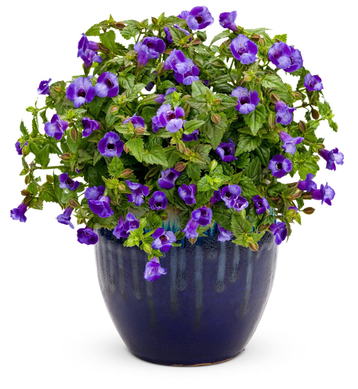 Summer Wave Large Blue Torenia - Pahl's Market - Apple Valley, MN