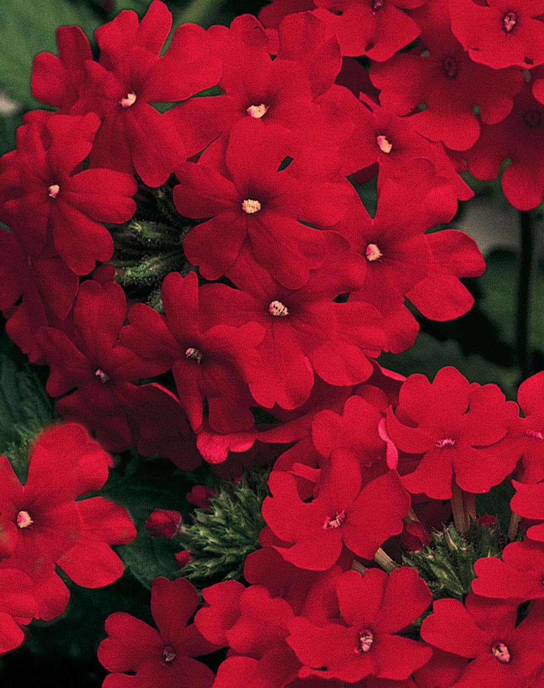 Verbena Superbena Red - Pahl's Market - Apple Valley, MN