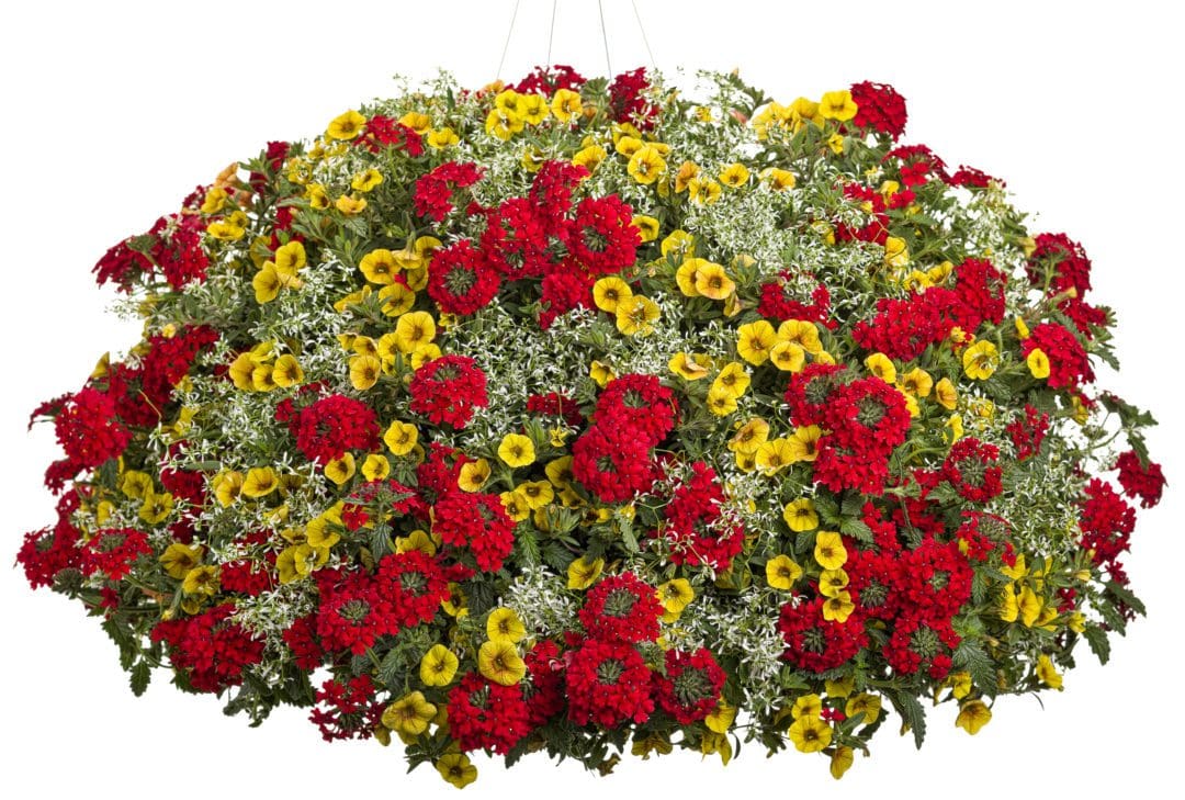 Superbena Red Verbena - Pahl's Market - Apple Valley, MN