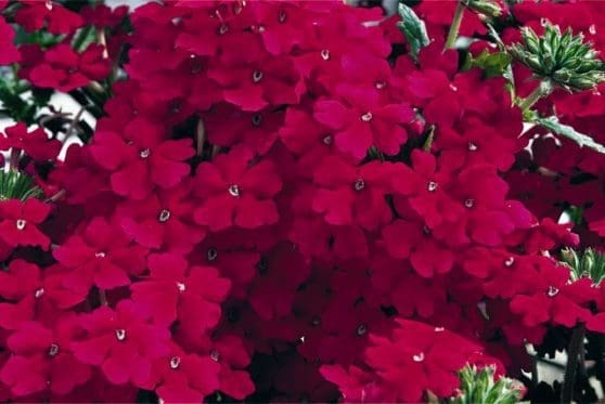 Superbena Red Verbena - Pahl's Market - Apple Valley, MN