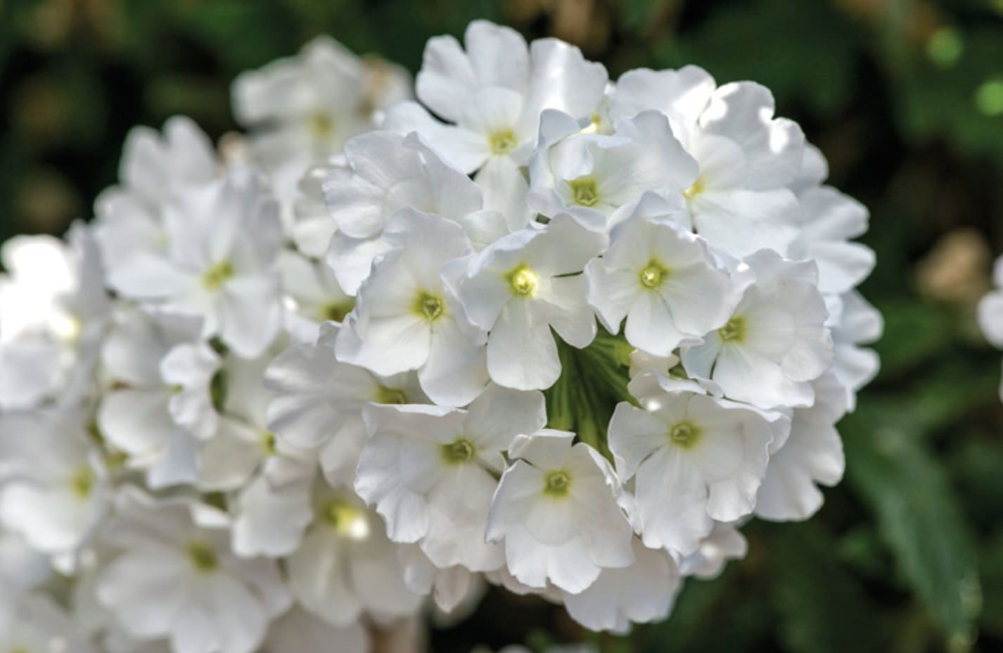 Verbena Superbena White Out - Pahl's Market - Apple Valley, MN