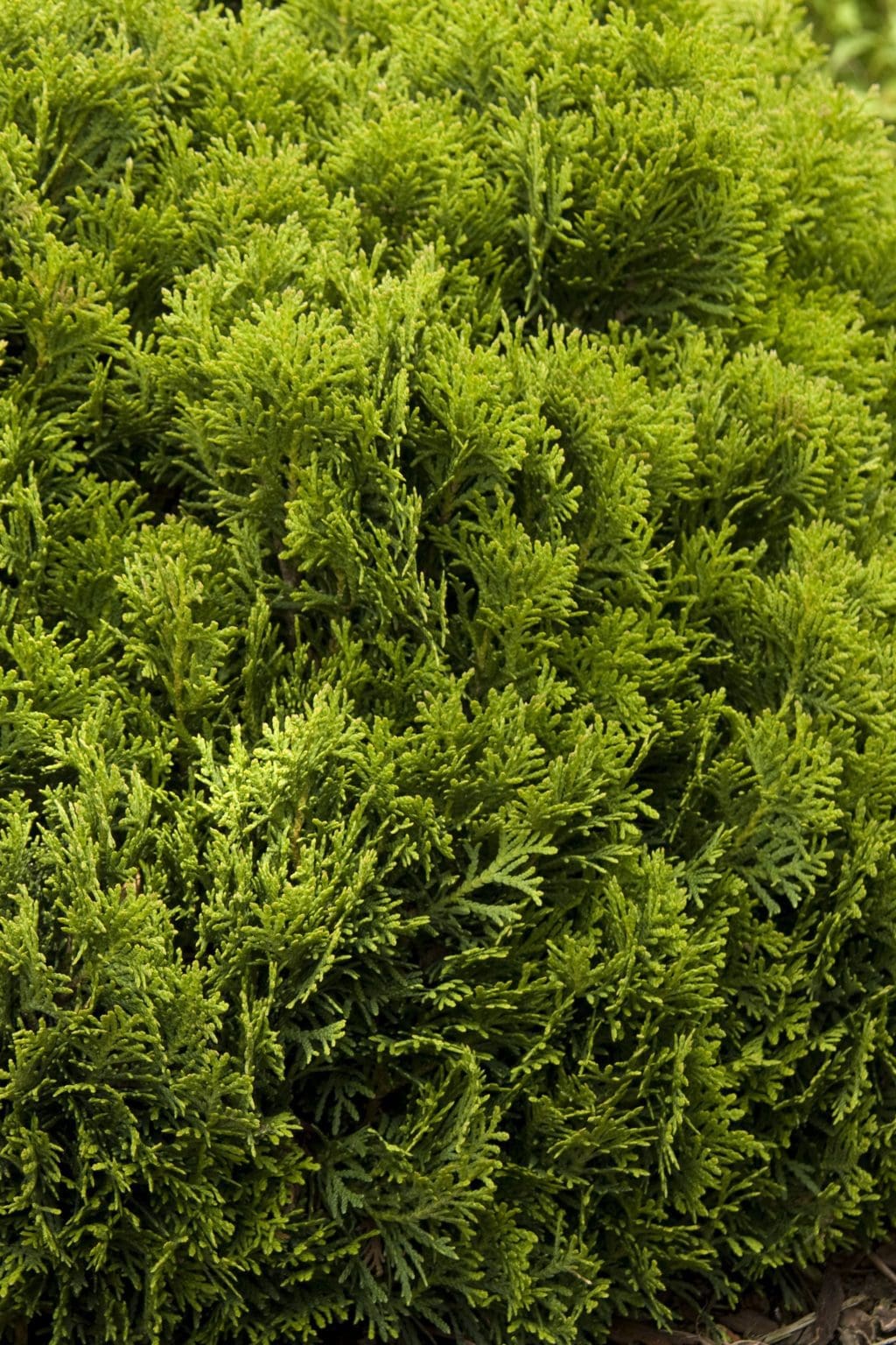 Danica Arborvitae - Pahl's Market - Apple Valley, MN