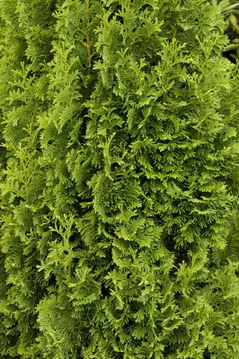 Degroot's Spire Arborvitae - Pahl's Market - Apple Valley, MN