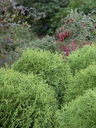Little Giant Dwarf Arborvitae - Pahl's Market - Apple Valley, MN