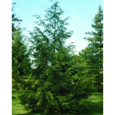 Golden Duke Eastern Hemlock - Pahl's Market - Apple Valley, MN