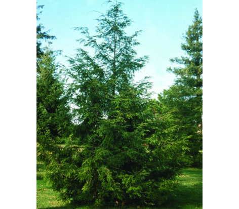 Canadian Hemlock - Pahl's Market - Apple Valley, MN