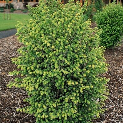 Golden Duke Eastern Hemlock - Pahl's Market - Apple Valley, MN