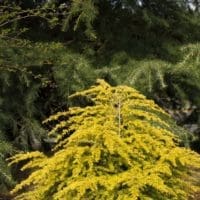 Golden Duchess Eastern Hemlock - Pahl's Market - Apple Valley, MN