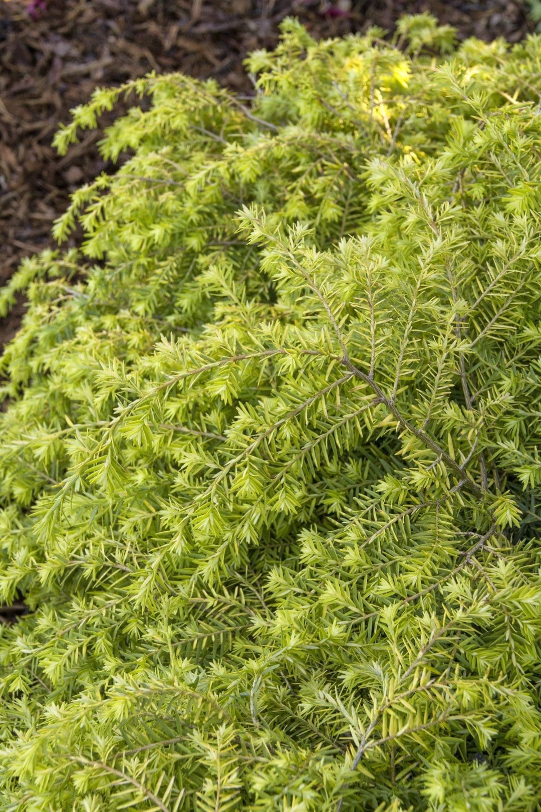 Golden Duchess Eastern Hemlock - Pahl's Market - Apple Valley, MN