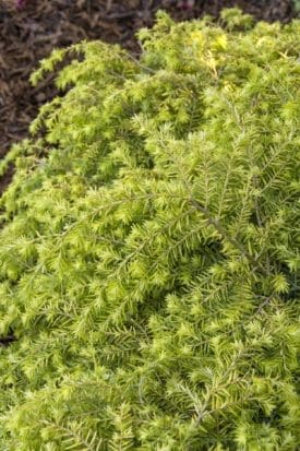 Golden Duchess Eastern Hemlock - Pahl's Market - Apple Valley, MN