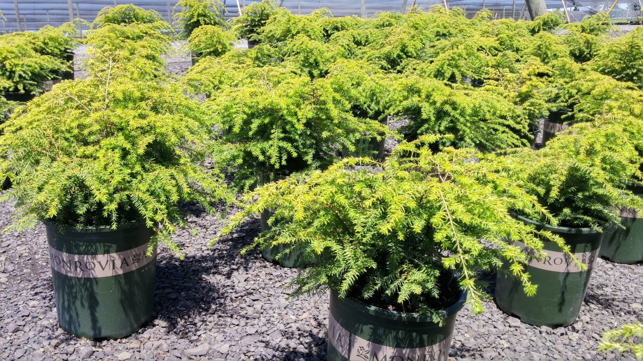 Golden Duchess Eastern Hemlock - Pahl's Market - Apple Valley, MN