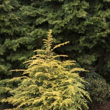 Moon Frost Canadian Hemlock - Pahl's Market - Apple Valley, MN