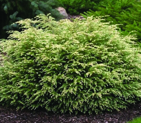 Moon Frost Canadian Hemlock - Pahl's Market - Apple Valley, MN