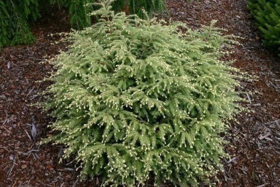 Moon Frost Canadian Hemlock - Pahl's Market - Apple Valley, MN