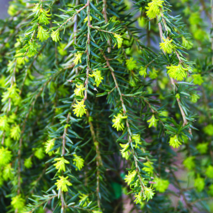 Golden Duchess Eastern Hemlock - Pahl's Market - Apple Valley, MN