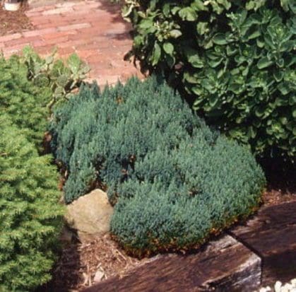 Blue Forest Juniper - Pahl's Market - Apple Valley, MN