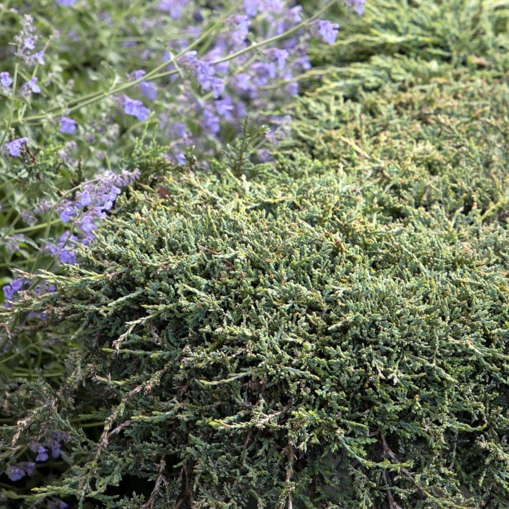 Icee Blue Juniper - Pahl's Market - Apple Valley, MN