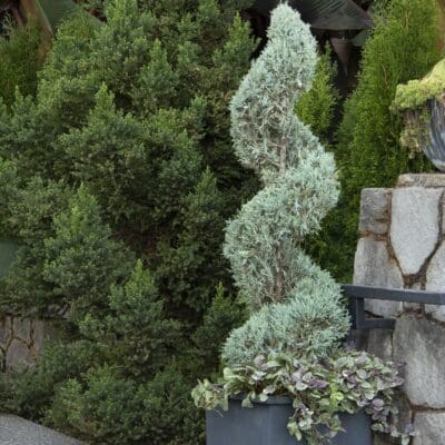 Medora Juniper - Pahl's Market - Apple Valley, MN