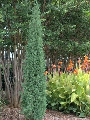 Taylor Juniper - Pahl's Market - Apple Valley, MN