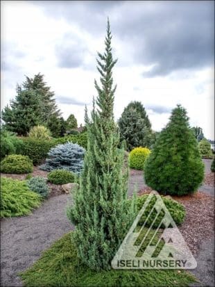 Trautman Juniper - Pahl's Market - Apple Valley, MN