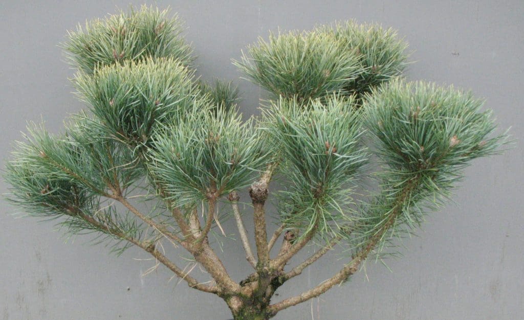 Dwarf Scotch Pine - Pahl's Market - Apple Valley, MN